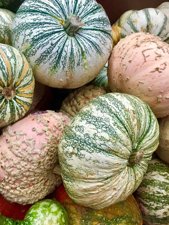 Calabazas rosadas y verdes foto de archivo. Imagen de rosa - 127406254
