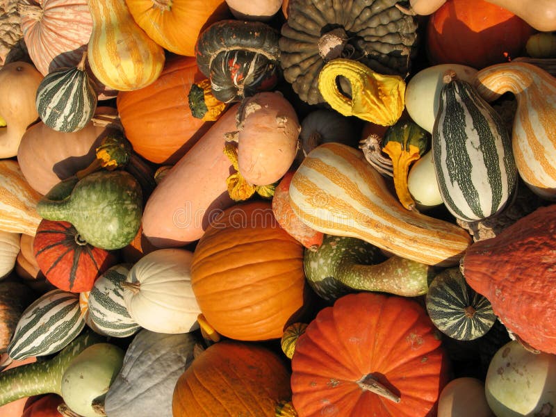 Calabazas y calabazas imagen de archivo. Imagen de detalle - 15854971