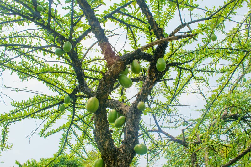 Calabbash Tree,Calabash, Wild Calabash Stock Photo - Image of botanical ...
