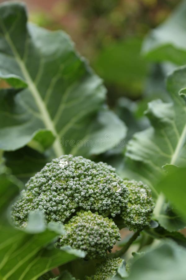 Calabrese broccoli stock image. Image of fiorists, plant - 112848151