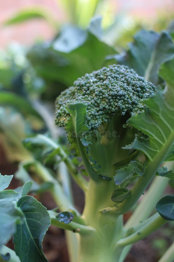 Calabrese broccoli stock image. Image of cabbage, nature - 113226955