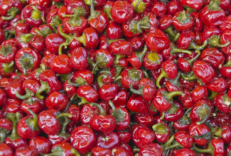 Calabrian chiles stock image. Image of chillies, healthy - 22999415