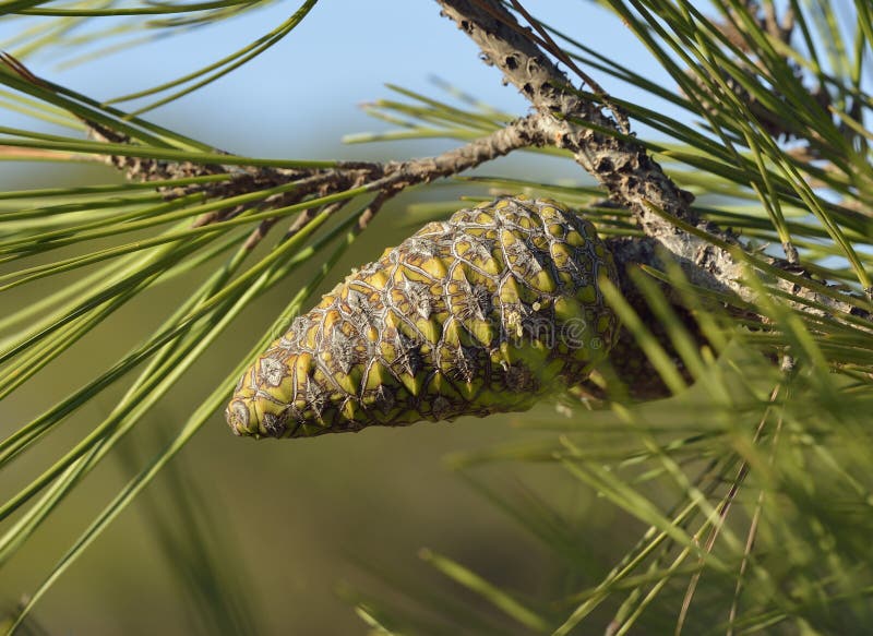 Calabrian or Turkish Pine Cone Stock Photo - Image of nature ...