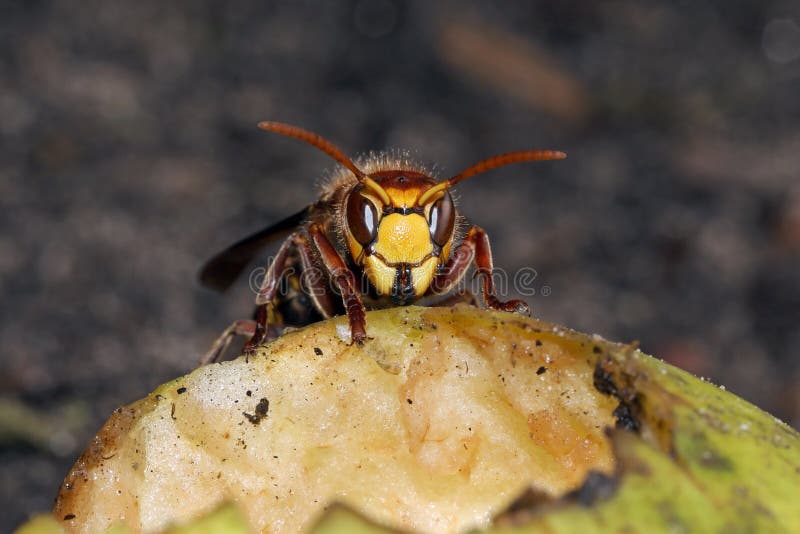 Calabrone Europeo (vespa Crabro) Che Mangia Una Pera Gialla Matura ...