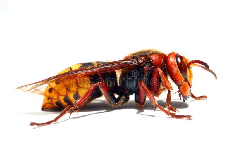 Calabrone fotografia stock. Immagine di europeo, organismo - 14256340