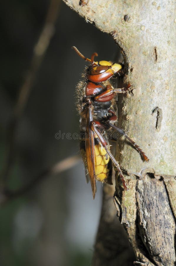 Calabrone fotografia stock. Immagine di vespa, arricciatura - 25141878