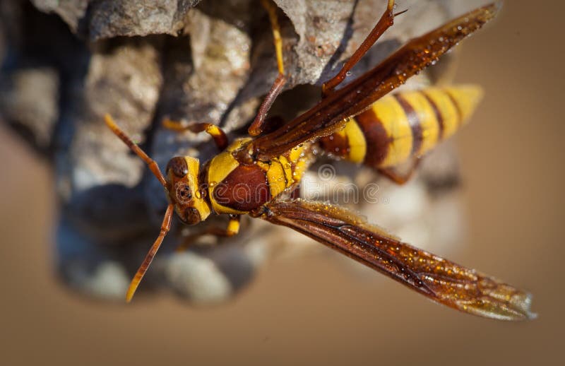 Calabrone Giallo E Marrone Sul Nido Fotografia Stock - Immagine di alba ...