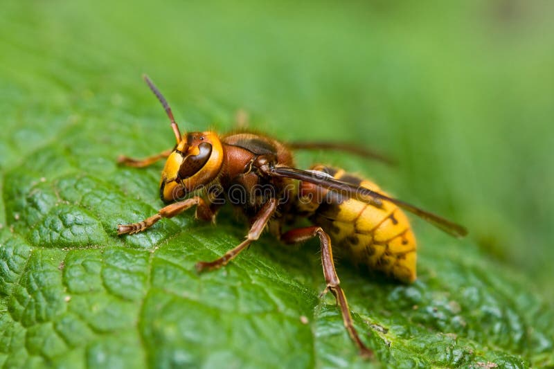 Calabrone immagine stock. Immagine di venoso, bruciante - 9092749