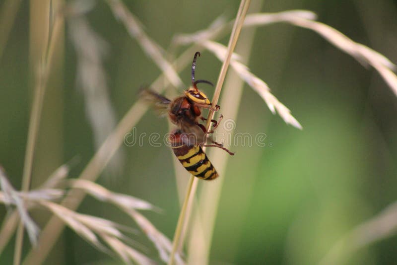 Regina Del Calabrone (crabro Della Vespa) Fotografia Stock - Immagine ...