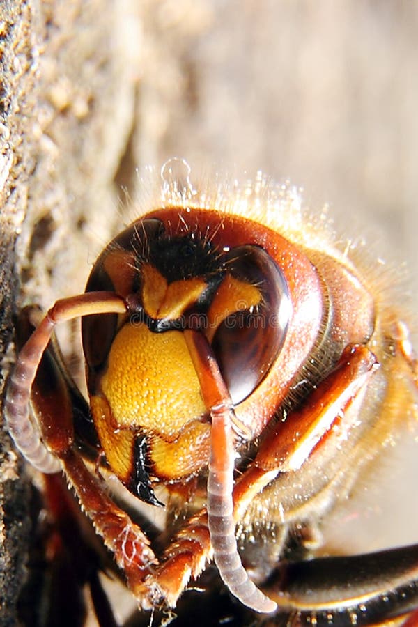 Calabrone europeo fotografia stock. Immagine di tossico - 14766944