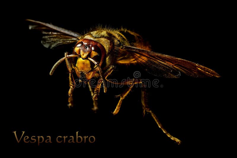 Calabrone europeo fotografia stock. Immagine di punzonatura - 31246664