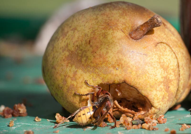 Calabrone europeo immagine stock. Immagine di calabrone - 37528187