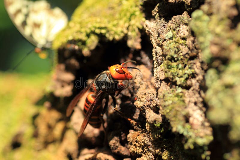 La Vespa Giapponese Mandarinia Japonica Del Calabrone Gigante Riunisce ...