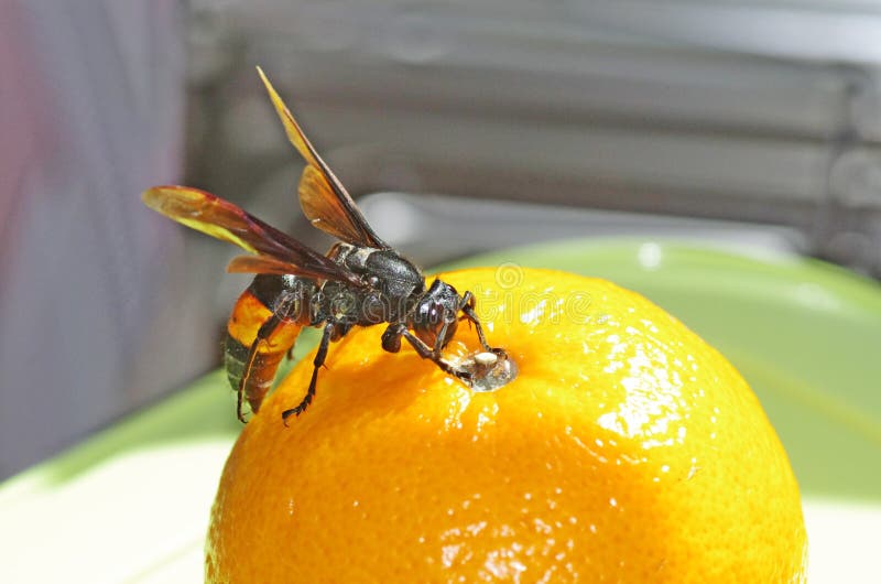 Calabrone Nero E Giallo Della Banda Immagine Stock - Immagine di ...