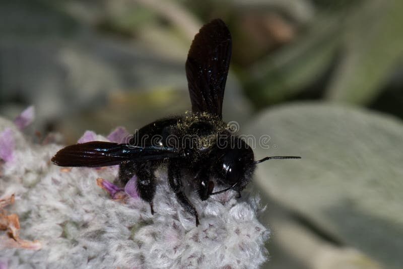Calabrone Nero Mentre Succhiando Polline Dall'orecchio Dell'agnello ...