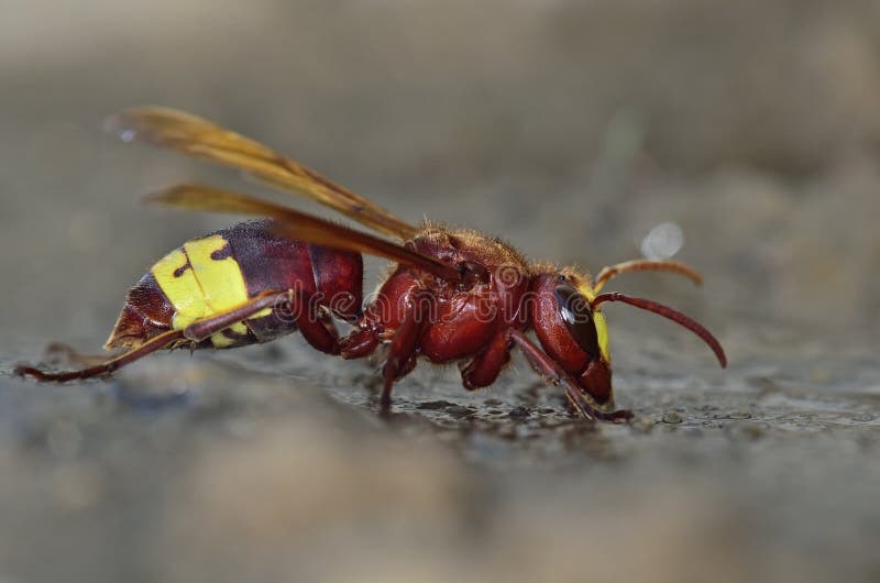Il Vespa Orientalis Orientale Del Calabrone Immagine Stock - Immagine ...