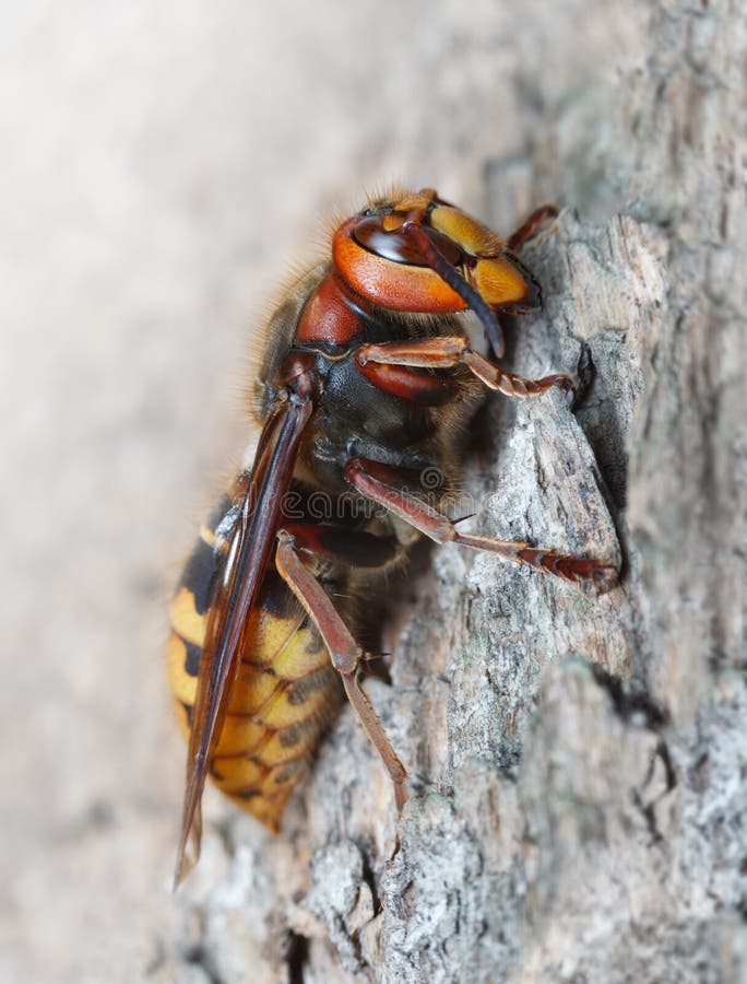 Calabrone gigante fotografia stock. Immagine di rivestimento - 12242156