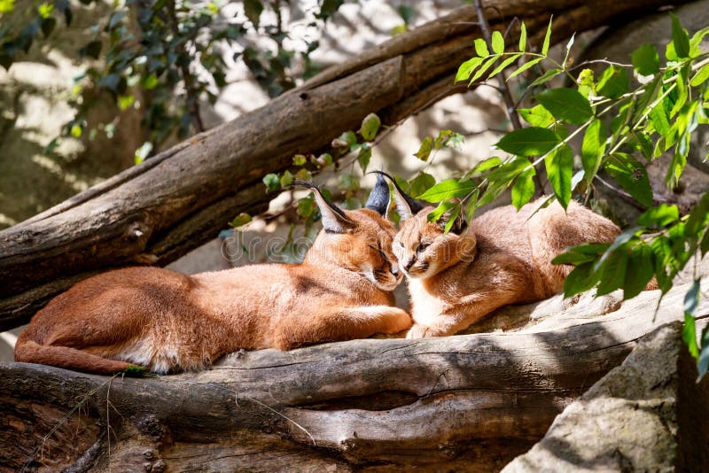 Calacal (karakal) Family in Nature Stock Photo - Image of animals ...