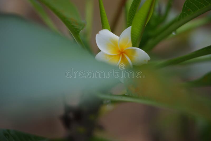 Calachuchi Flower after Raining Stock Image - Image of calachuchi ...