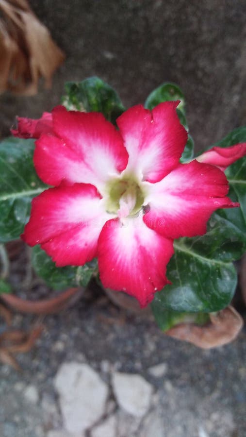 White Calachuci Stock Photos - Free & Royalty-Free Stock Photos from ...