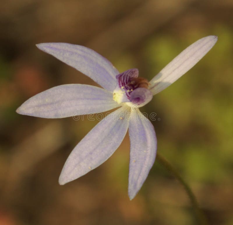 Caladenia stock image. Image of native, purple, plant - 79657381
