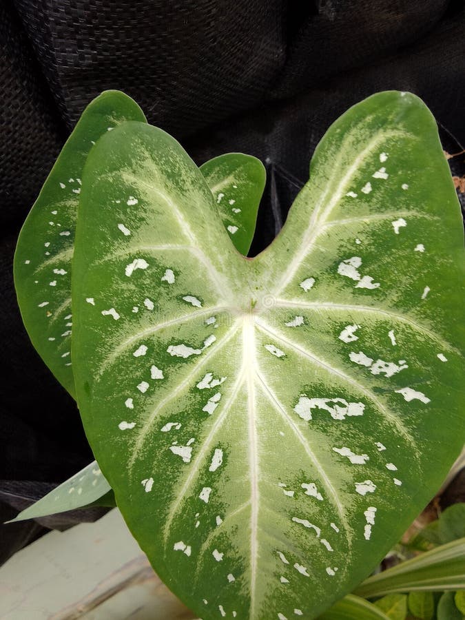 Caladium army stock photo. Image of beautiful, shrub - 264947080