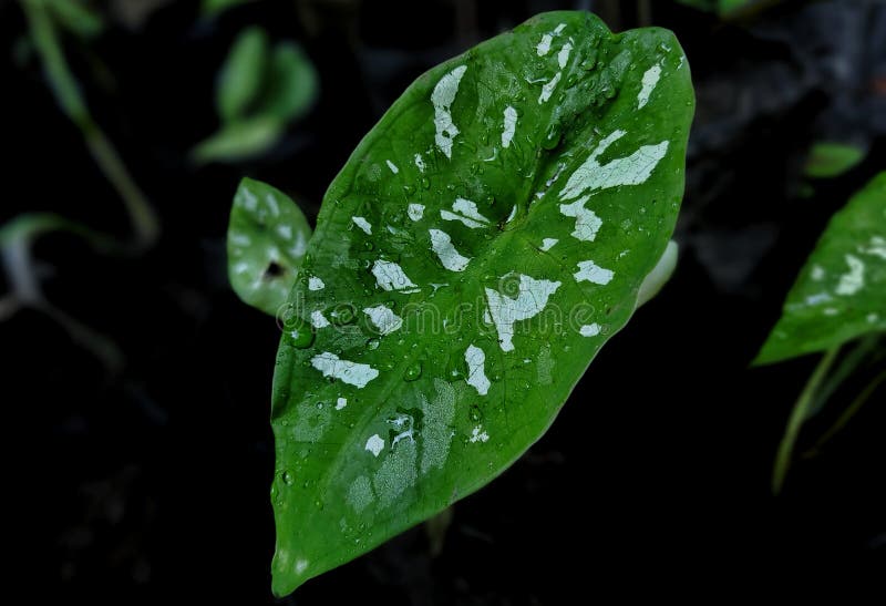 Caladium Army Stock Photos - Free & Royalty-Free Stock Photos from ...