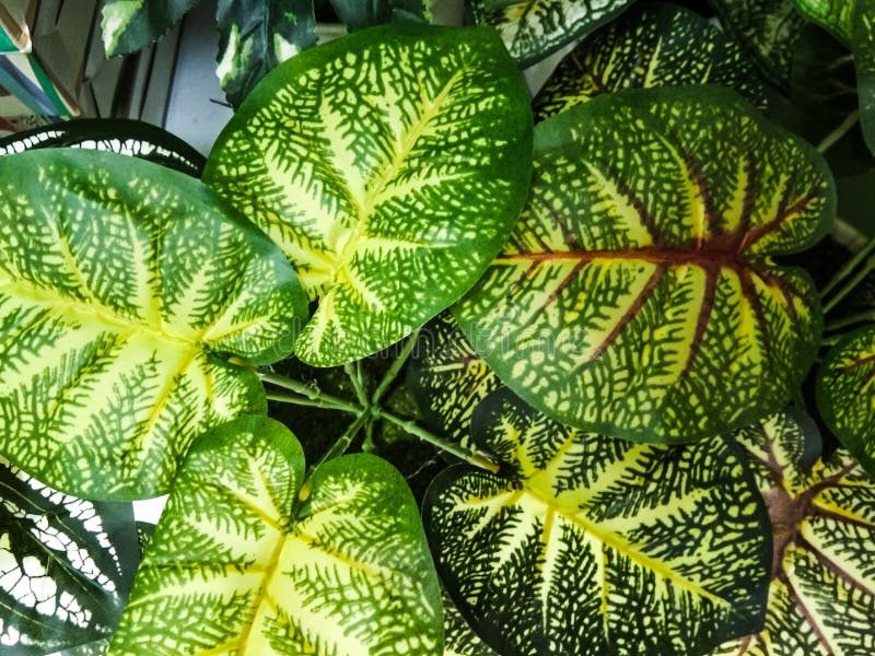Caladium Bicolor, Fancy Leaf Caladium Stock Image - Image of foliage ...