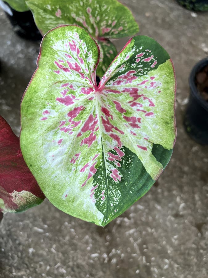 Caladium Bicolor with, Green Leaf and Pink Veins Stock Photo - Image of ...