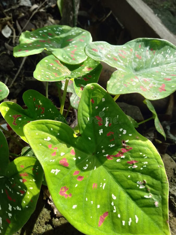Caladium Bicolor Leaves are Patterned with Red Spots Stock Image ...