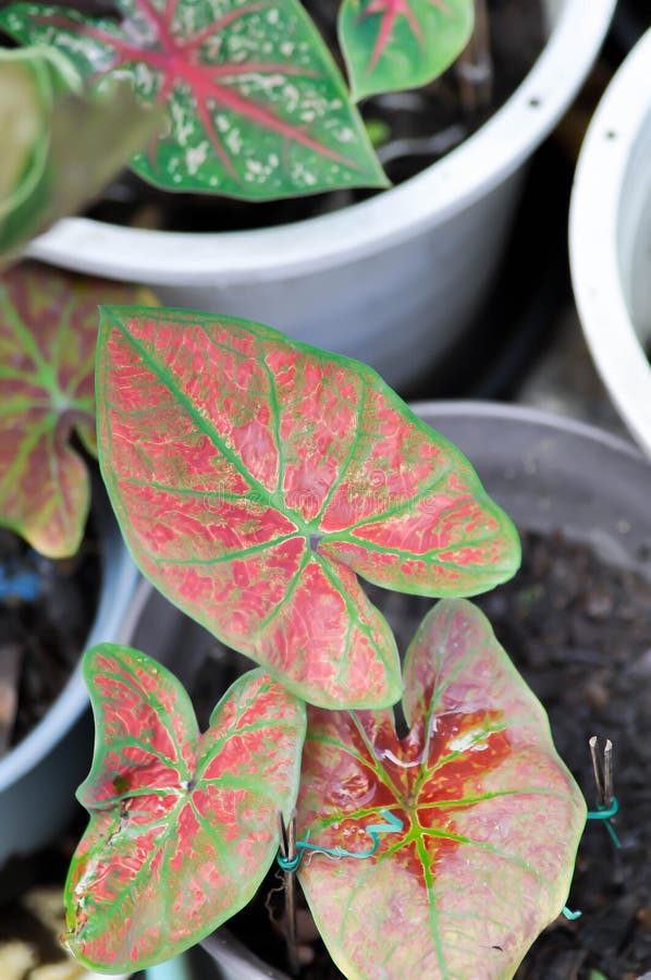 Caladium, Caladium Bicolor Vent or Caladium Bicolor or Pink Caladium or ...