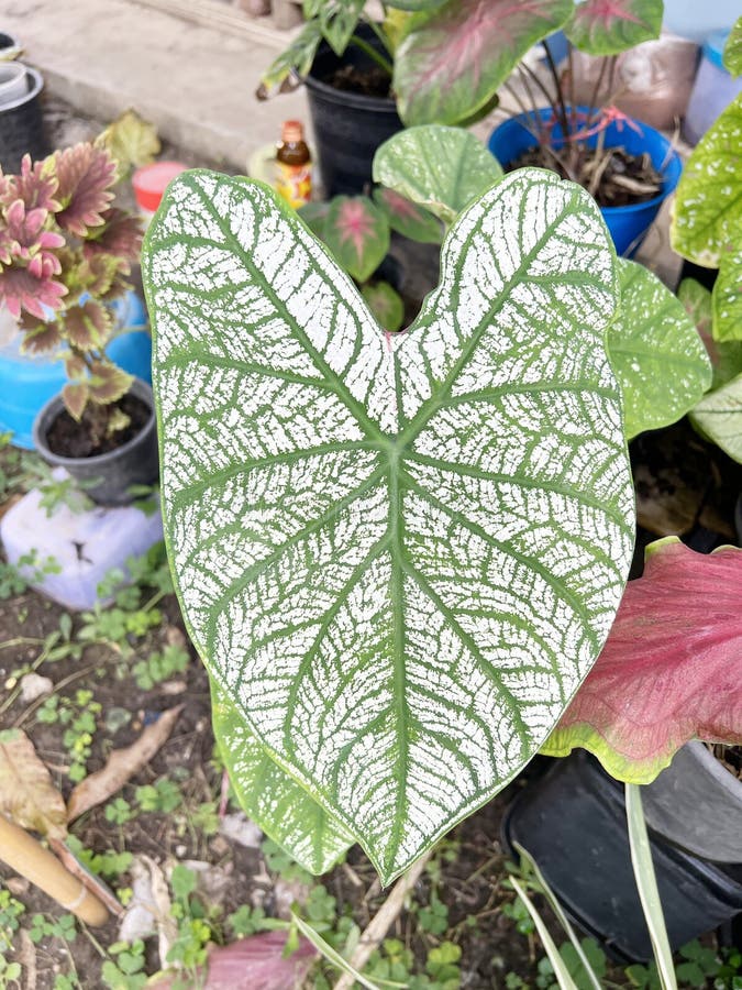 Caladium, Caladium Bicolor Vent or Caladium Bicolor or Pink Caladium ...