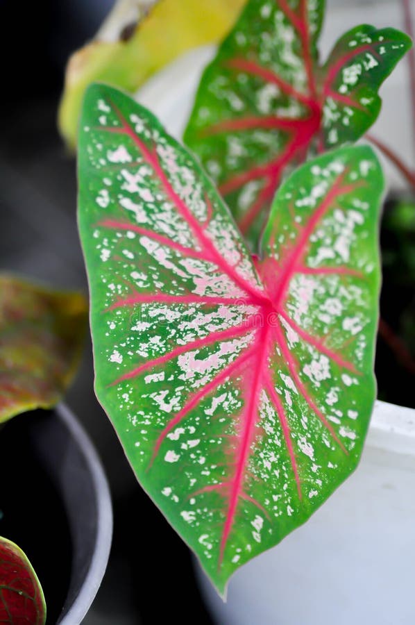 Caladium, Caladium Bicolor Vent or Caladium Bicolor Stock Photo - Image ...