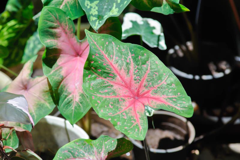 Caladium, Caladium Bicolor Vent or Caladium Bicolor or Pink and Green ...