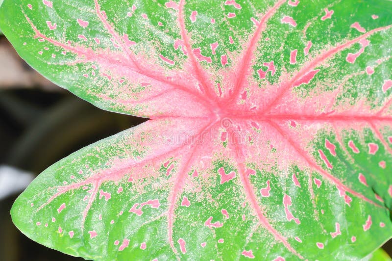 Caladium, Caladium Bicolor Vent or Caladium Bicolor or Pink and Green ...