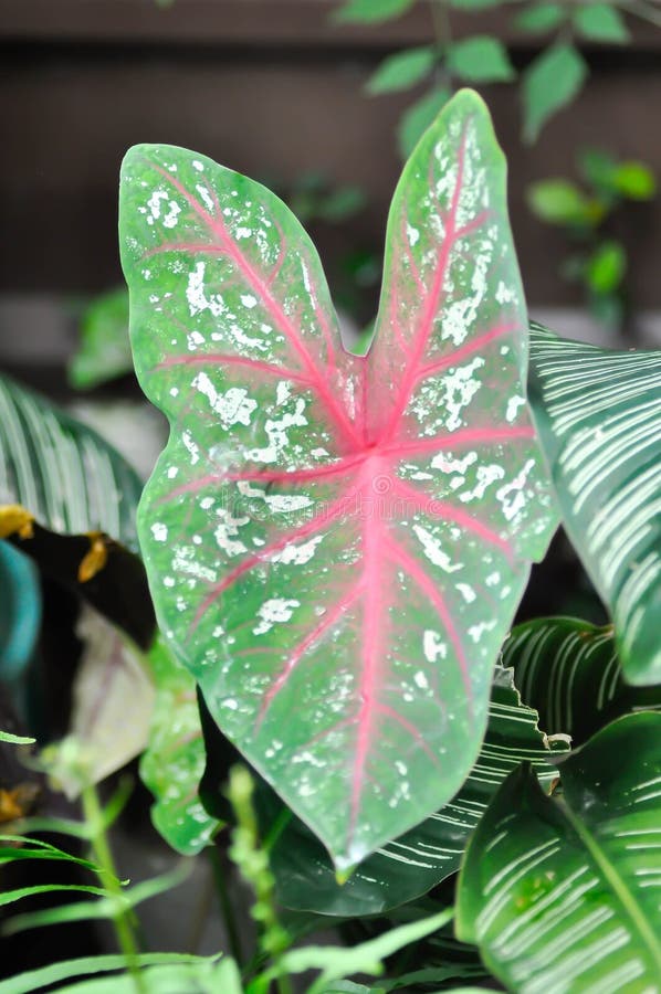 Caladium, Caladium Bicolor Vent or Caladium Bicolor or Pink and Green ...