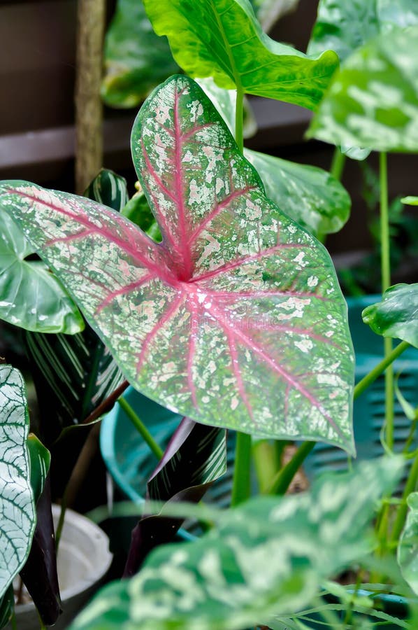Caladium, Caladium Bicolor Vent or Caladium Bicolor Stock Image - Image ...