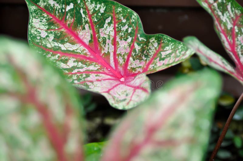 Caladium, Caladium Bicolor Vent or Caladium Bicolor Stock Image - Image ...