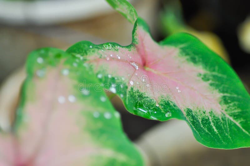 Caladium, Caladium Bicolor Vent or Caladium Bicolor and Rain Drop Stock ...