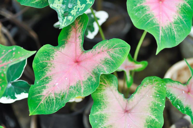 Caladium, Caladium Bicolor Vent or Caladium Bicolor and Rain Drop Stock ...