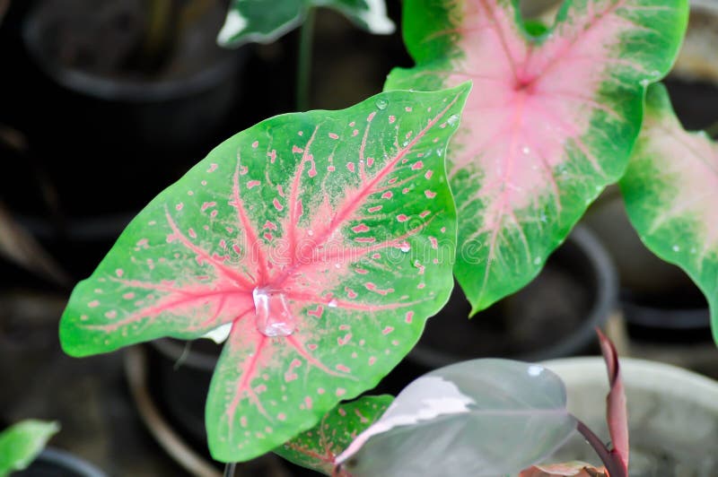 Caladium, Caladium Bicolor Vent or Caladium Bicolor and Rain Drop Stock ...