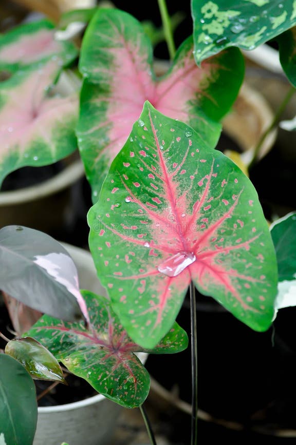 Caladium, Caladium Bicolor Vent or Caladium Bicolor and Rain Drop Stock ...