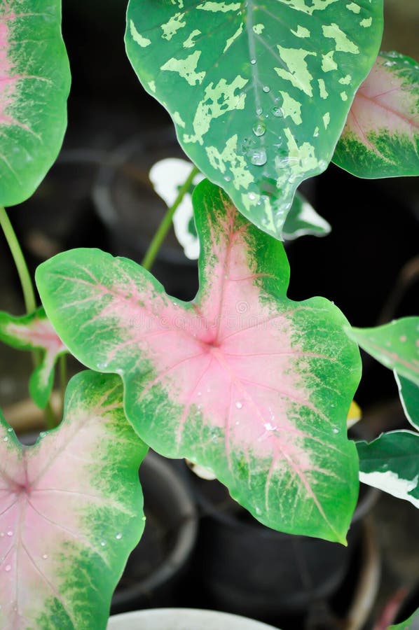 Caladium, Caladium Bicolor Vent or Caladium Bicolor and Rain Drop Stock ...