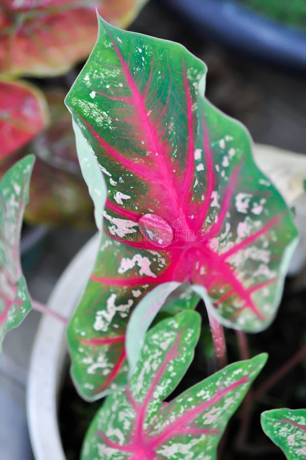 Caladium, Caladium Bicolor Vent or Caladium Bicolor Stock Image - Image ...