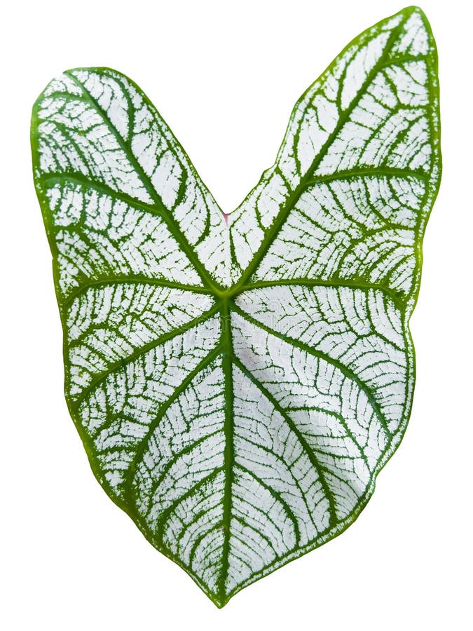 Caladium Candidum Bicolor Green White Leaf on White Background Included ...