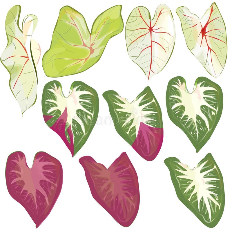 Caladium Plant Stock Illustrations – 106 Caladium Plant Stock ...