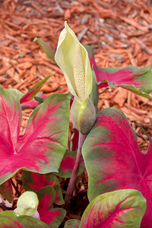 Caladium Flower in Bloom stock photo. Image of life - 144345204