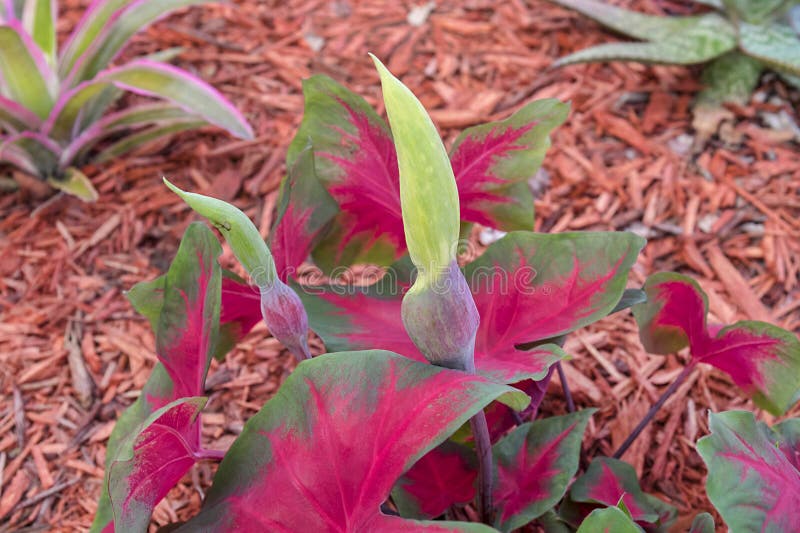 Caladium Flower Buds stock photo. Image of evergreen - 144345680