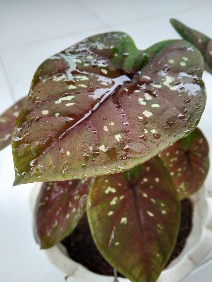 Caladium Flower, with White Spotted Leaves Stock Photo - Image of ...