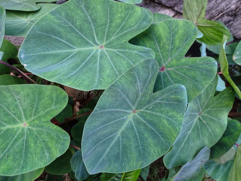 Caladium green leaf stock photo. Image of caladium, garden - 205962732